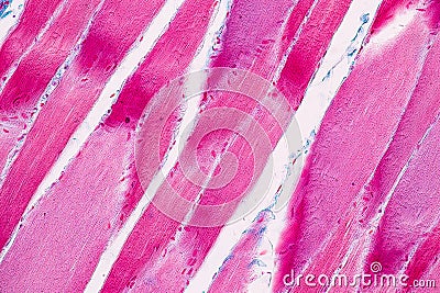 Histological Sample Striated Skeletal Muscle Of Mammal Tissue Under The ...