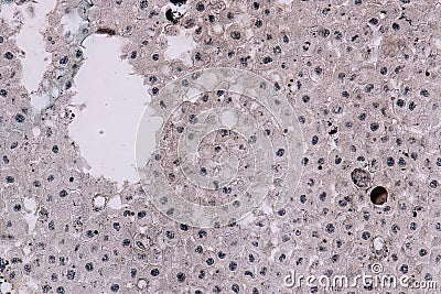 Grasshopper Testis Under The Microscope In Lab. Royalty-Free Stock ...