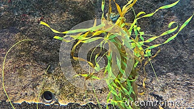 Eelgrass stock footage. Video of seawrack, eelgrass - 259389798