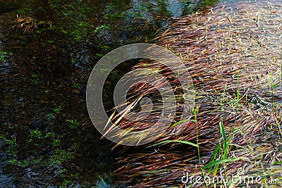 Eelgrass On River Water. Red And Green Eelgrass. Water Plants Stock ...