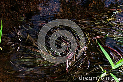 Eelgrass On River Water. Red And Green Eelgrass. Water Plants Stock ...