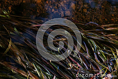 Eelgrass On River Water. Red And Green Eelgrass. Water Plants Stock ...
