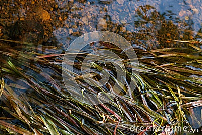 Eelgrass On River Water. Red And Green Eelgrass. Water Plants Stock ...
