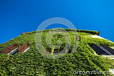 Efeu Deckte Haus-Wand Ab Lizenzfreie Stockbilder - Bild: 15452969