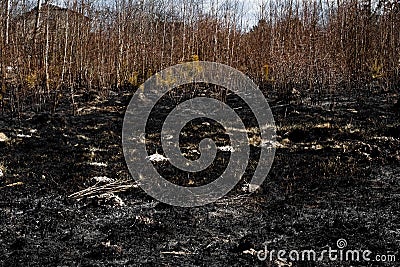 Effects Of Grass Fire On Soils. Charred Grass After A Spring Fire ...