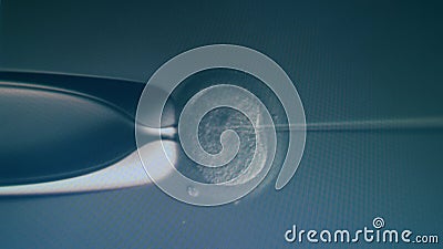 Egg Cell is Getting Fertilized Under a Microscope. IVF, Extracorporal ...