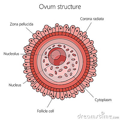 Egg Cell Structure Diagram Medical Science Vector Illustration ...