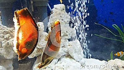 Egg Fish Hatching Underwater Stock Footage - Video of wildlife ...