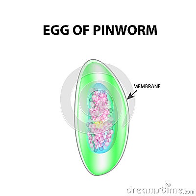 Egg Of Pinworm. The Structure Of An Egg Pinworm. Infographics. Vector ...