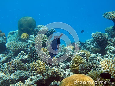 Egypt Underwater Red Sea Taba Moon Fish Stock Photo - Image: 10765680