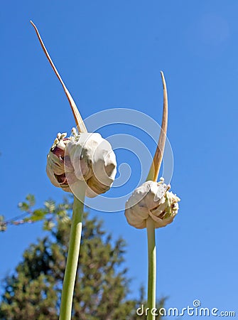 Egyptian Garlic Seed Heads Growing In A Garden Royalty Free Stock Image ...