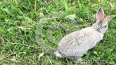 Conejo Saltando En Pantalla Verde Metrajes - Vídeo de comer, lindo ...
