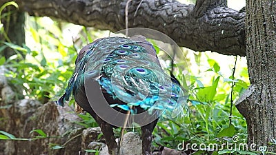 El pavo real está comiendo almacen de video. Vídeo de ambiente - 54230411