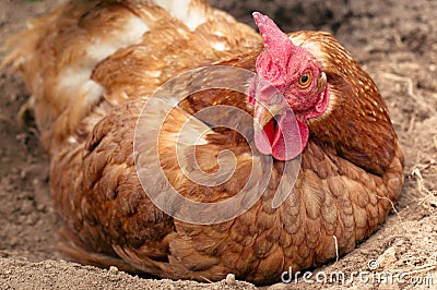 El Pollo Vivo Rojo Miente En La Tierra Foto de archivo - Imagen: 71197645