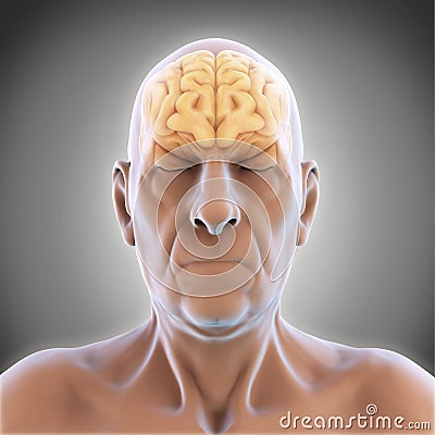 Elderly Male Brain Anatomy Stock Photo | CartoonDealer.com #53560920