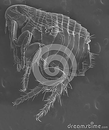 Electron Microscope-flea Royalty Free Stock Photo - Image: 29318465
