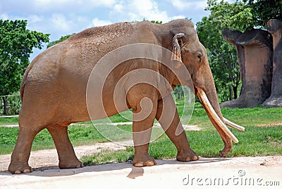 Elefante Gigante Imagem de Stock - Imagem: 2737161