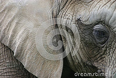 Elephant Stock Image - Image: 237181