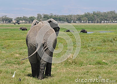 Elephant Back With Birds - Amboseli (Kenya) Stock Photo - Image: 21495650
