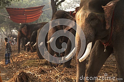Elephant Bazaar Royalty Free Stock Images - Image: 3791519