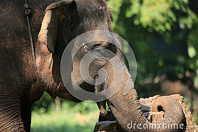An Elephant Chained By The Neck In A Zoo Is Sunbathing Stock Photo ...