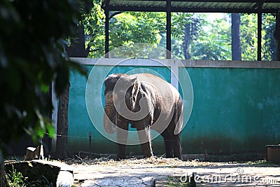 An Elephant Chained By The Neck In A Zoo Is Sunbathing Royalty-Free ...