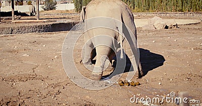 Elephant Defecating and Urinates Stock Video - Video of falling ...