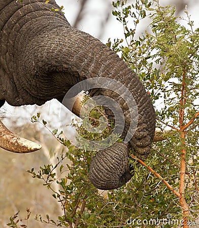 Elephant Eating Thorn Bush Stock Photo - Image: 16855320