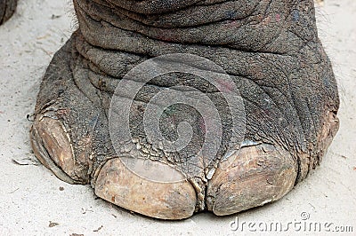 Elephant Foot Stock Photos - Image: 16347253