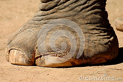Elephant Foot Royalty Free Stock Photography - Image: 513357