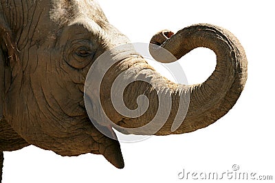 Elephant Head Royalty Free Stock Images - Image: 102589
