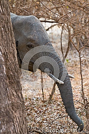 Elephant Hiding Behind Tree Royalty Free Stock Photos - Image: 16932208