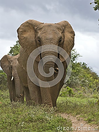 Elephant Path Stock Images - Image: 4112614