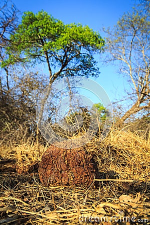 Elephant Poop In An African Landscape Stock Photo | CartoonDealer.com ...