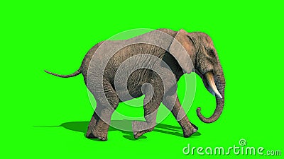 Elephant Runcycle Short Tusks Loop Side Green Screen 3D Rendering ...
