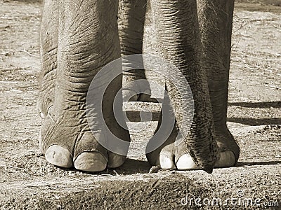 Elephant's Feet Close Up Royalty Free Stock Photography - Image: 188297