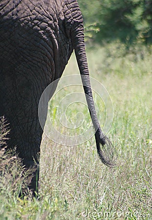 An Elephant's Tail Royalty Free Stock Photography - Image: 11254037