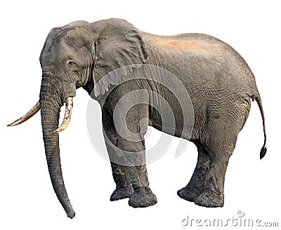 Elephant Side View Stock Images - Image: 17478934