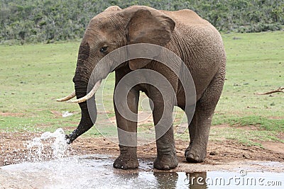 Elephant Spraying Water Stock Photography - Image: 17429852