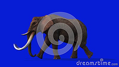 Elephant Walking, Side View Seamless Loop, Blue Screen Chromakey Stock ...