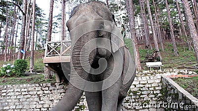 Elephant Waving with Trunk, Ears and Tail Stock Video - Video of ...