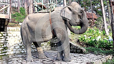 Elephant Waving with Trunk, Ears and Tail Stock Footage - Video of ...