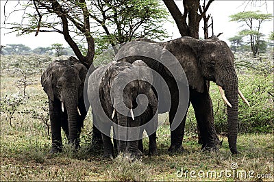 African Elephants stock image. Image of drinking, krugerpark - 5100977