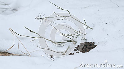 Elk Poop Balls in Spring Forest. Stock Video - Video of herbivore ...