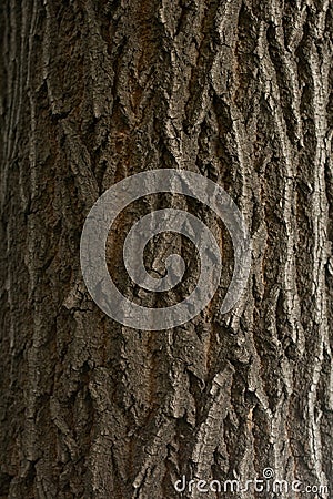 Elm Tree Bark Tree Texture Background Royalty-Free Stock Photo ...