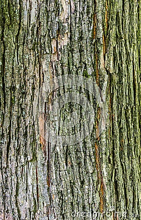 Elm Tree Texture Stock Photo | CartoonDealer.com #57867798