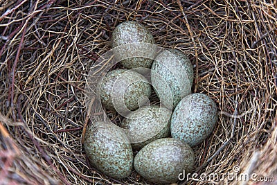 Elstereier Stockfotos - Bild: 30907383