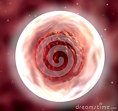 Embryo Cleavage Stock Illustration - Image: 43939106