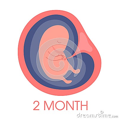 Embryo In Womb Second Month. Fetal Development And Growth During ...