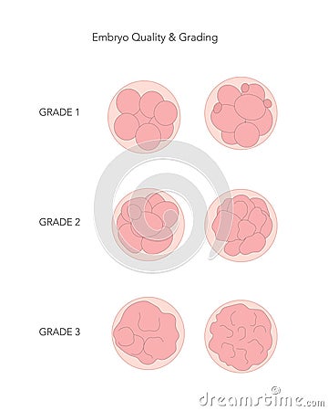 Embryos Quality And Grades. In Vitro Obtained Human Embryo Early ...